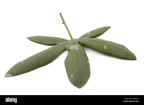 Surrounding Leaf Cut Out Stock Images And Pictures Alamy