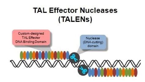 Schematic Of Tal Effector Nucleases Download Scientific Diagram