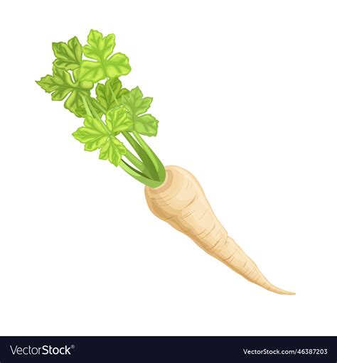 Parsnip Root Food Cartoon Royalty Free Vector Image