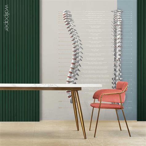 Spinal Nerves Function Educare Design