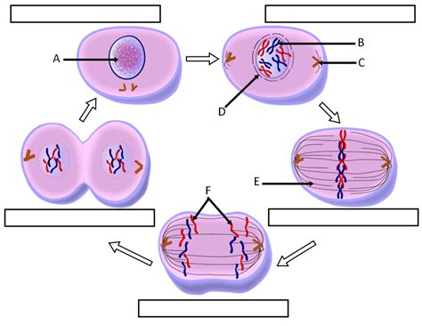 Cell Cycle Labeling