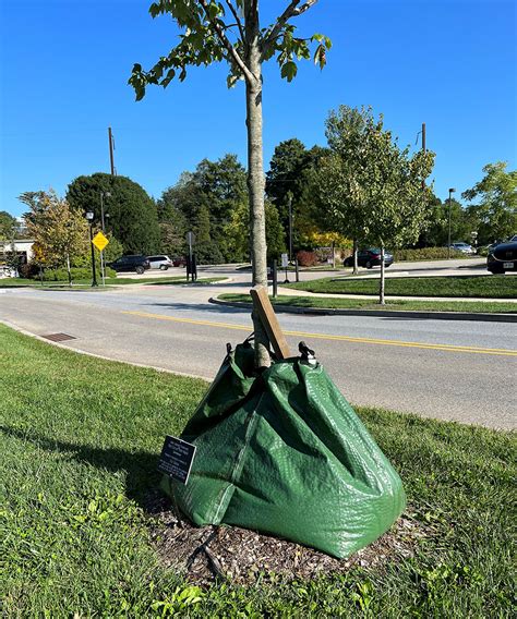 Tree Watering Bag Instructions At Christopher Doyle Blog