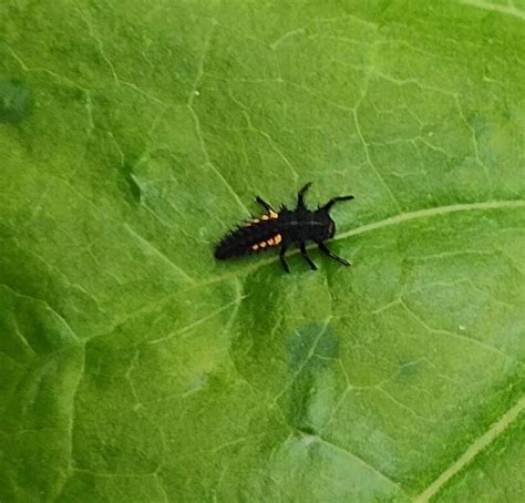 Newbold Community Growing Together Mini Beasts In The Community Garden