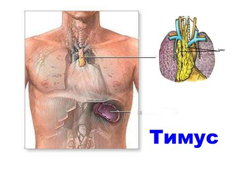 Ендокринна регуляція функцій організму людини презентация онлайн