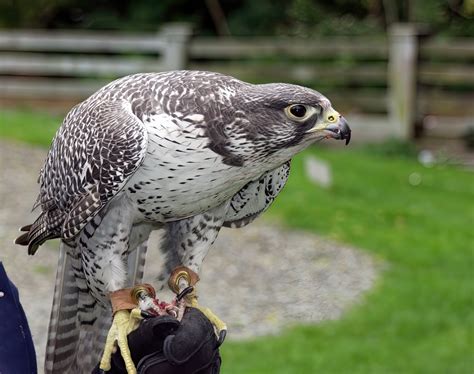 Bird Photos Hawk Bird Of Prey