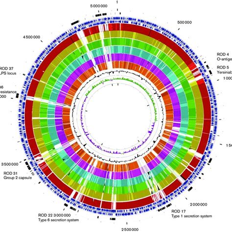 Phylogenetic Relationships Amongst Sequenced E Coli Genomes The Download Scientific Diagram