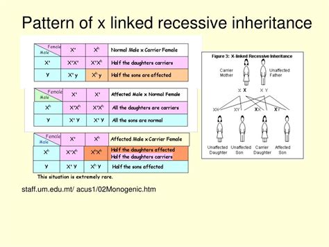 Ppt Sex Linked Inheritance Powerpoint Presentation Free Download