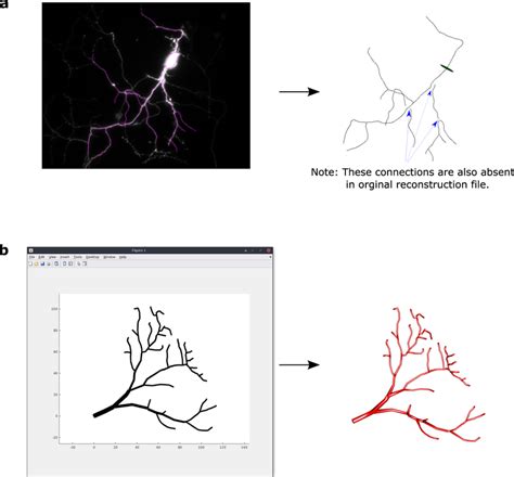 Format Conversion Accurately Preserves Neural Structure A A Neuronj Ndf Download Scientific