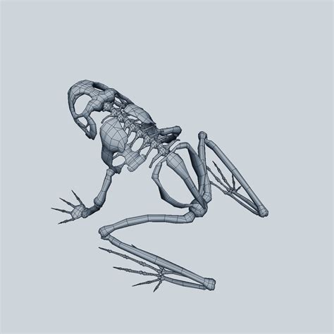 D Frog Skeleton
