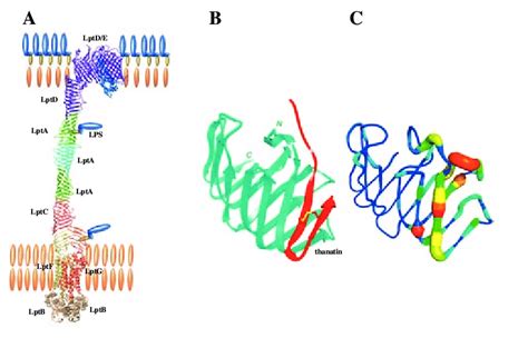 A Protein Bridge Of The Lpt System B Complex Of Lpta Cyan Bound To
