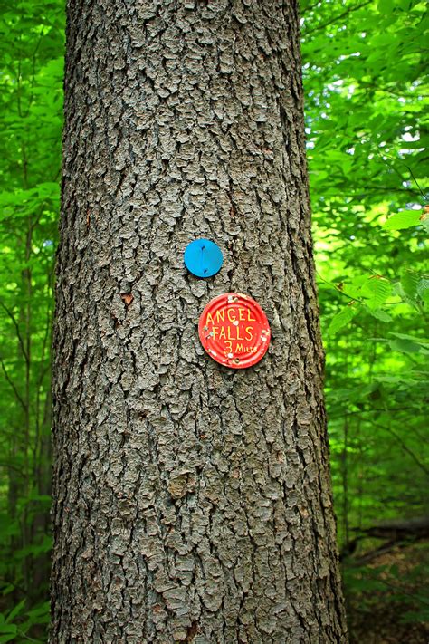 무료 이미지 나무 자연 숲 분기 목재 하이킹 잎 꽃 트렁크 여름 녹색 가을 식물학 크리에이티브 커먼즈