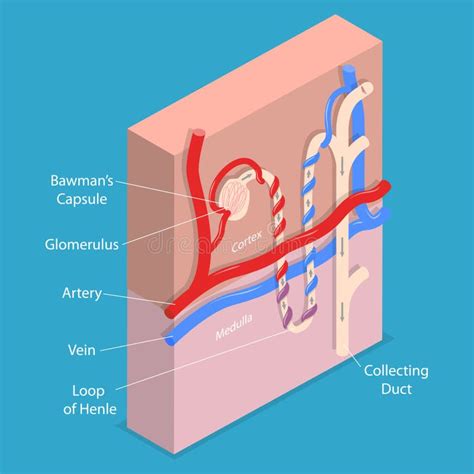 Function Nephron Stock Illustrations Function Nephron Stock Illustrations Vectors