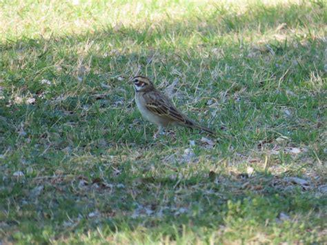 Ebird Checklist 10 Apr 2025 Indian Bend Park 21 Species