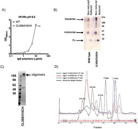 mutant cl309 310ch forms higher order oligomers including hexamers