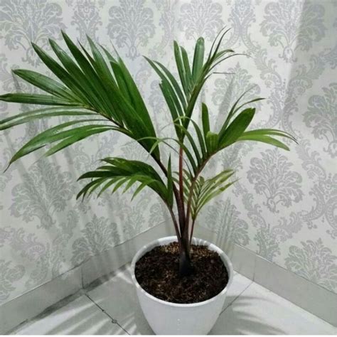 Jual Tanaman Hias Indoor Palem Botol Merah Bibit Palem Botol Bibit Palem Botol Merah