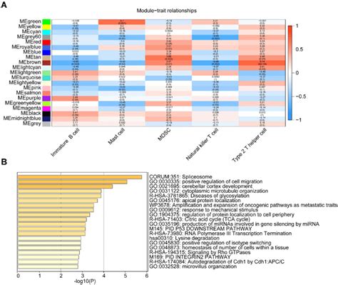 Module Trait Associations And Enrichment Analysis A Heatmap Of The
