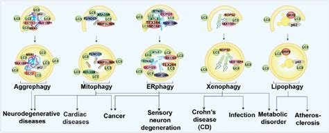 Schematic Diagram Of Selective Autophagy Modulation In Human Diseases