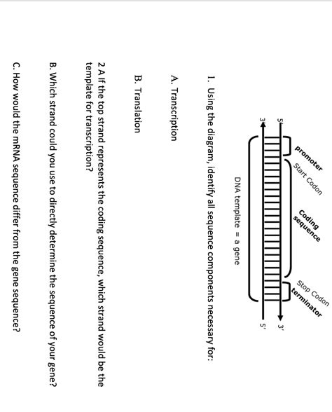 Solved Promoter Sequence Stop Codon Terminator Coding Start