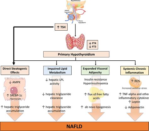 Commonly Defined Categories Of Thyroid Status Ft4 Free
