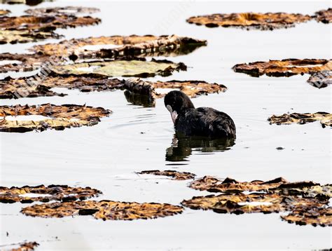 骨顶鸡 common coot ibirding
