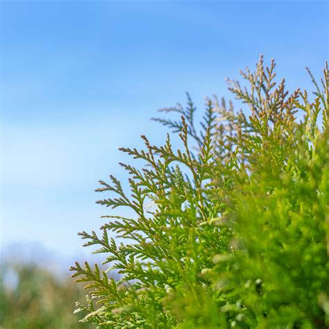 Woodward Globe Arborvitae Globalmyperfectplants