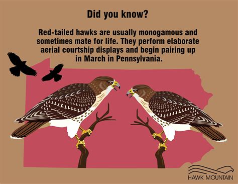 Red Tailed Hawk Mating