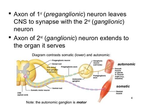 Autonomic Nervous System