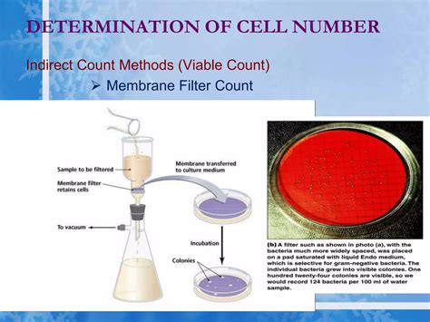 Bacterial Cells Enumeration Pptx Chemistry Science