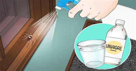 Natural Ways To Keep Spiders Away From Your Home