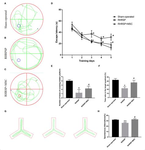 mscs improved memory learning and cognitive behavior in rhrsp rats