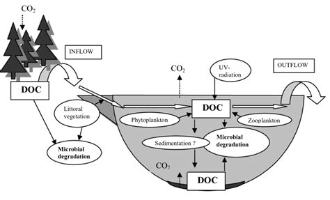 schematic presentation of doc flow from terrestrial ecosystems through