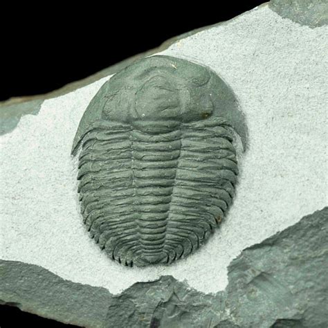 Trilobite Termierella Latifrons Cambrian Trilobite Sandblasted Fossil