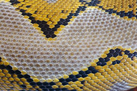 Python图片 Python素材 Python高清图片 摄图网图片下载
