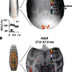 Two Examples Of Generalized Linear Model Maps