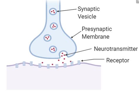 A Diagram Showing The Axon Terminal And Synapse Is Given Identify