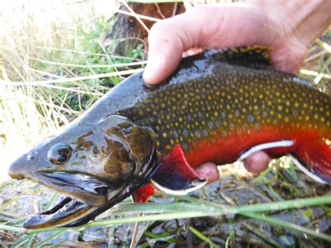 The Quiet Fly Fisher Southern Utah Fly Fishing Guide Service And Fly Shop Brook Trout