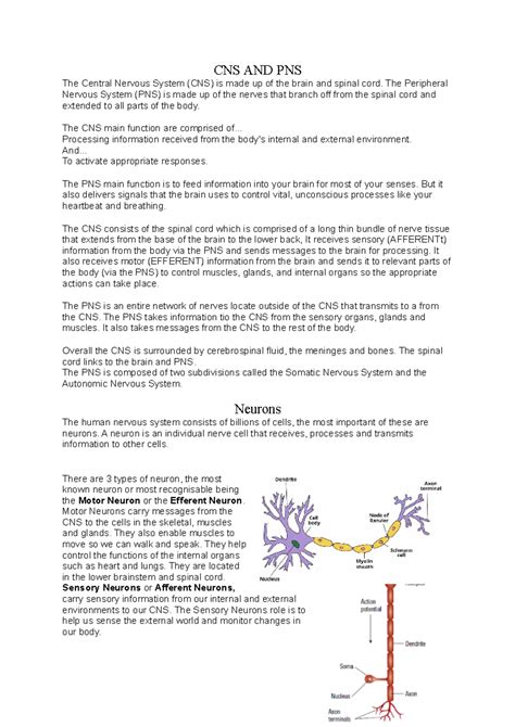 CNS AND PNS And Neurons CNS AND PNS The Central Nervous System CNS Is Made Up Of The Brain