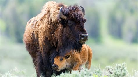 Facts About Bison National Park Trust