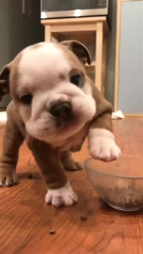Cute Bulldog Puppies Funny Videos Cute Bulldog Puppies Bulldog