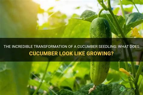 The Incredible Transformation Of A Cucumber Seedling What Does Cucumber Look Like Growing Shuncy