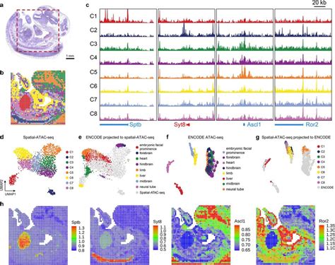 Further Analysis Of Spatial Chromatin Accessibility Mapping Of E13