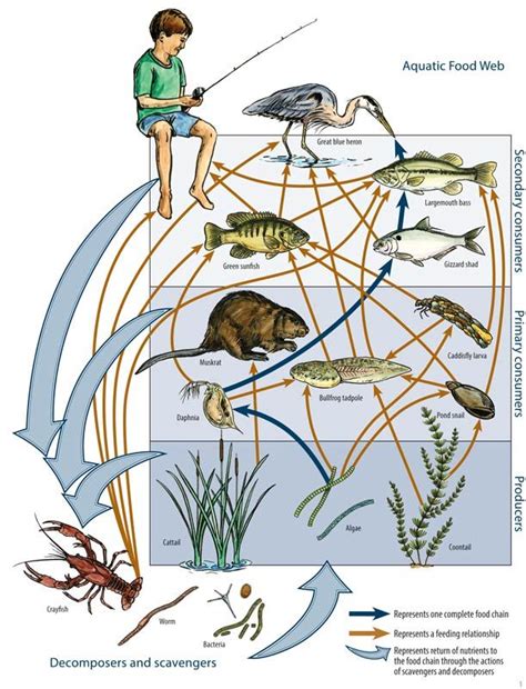 Food Web Food Chain Pond Life