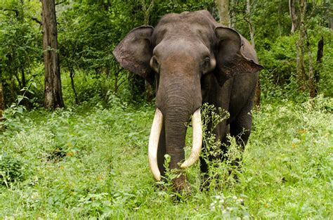 Индийский или азиатский слон (лат. Elephas maximus)