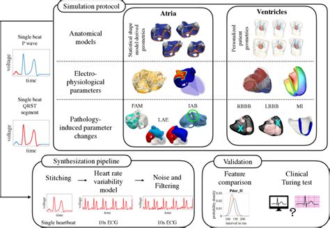 Pipeline For The Generation And Validation Of The Synthetic 12 Lead Ecg