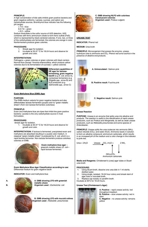 SOLUTION Microbiology Reviewer Microbiology Reviewer Microbiology Reviewer Microbiology