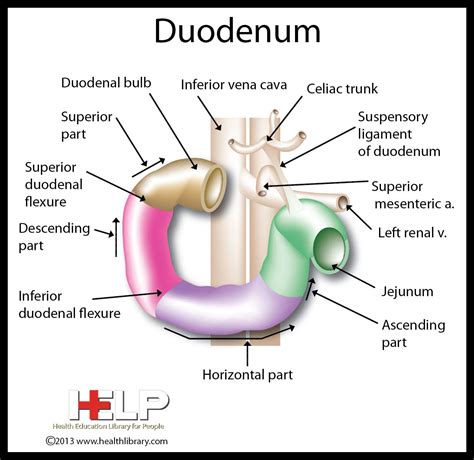 Duodenum Medical School Stuff Medical Knowledge Digestive System