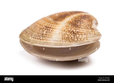 giant clam shell open