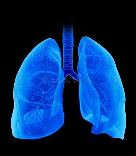 The Lung Stock Illustration Illustration Of Body Rendering
