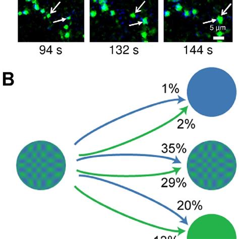 Single Particle Tracking Fluorescence Microscopy Was Used To Follow The Download Scientific