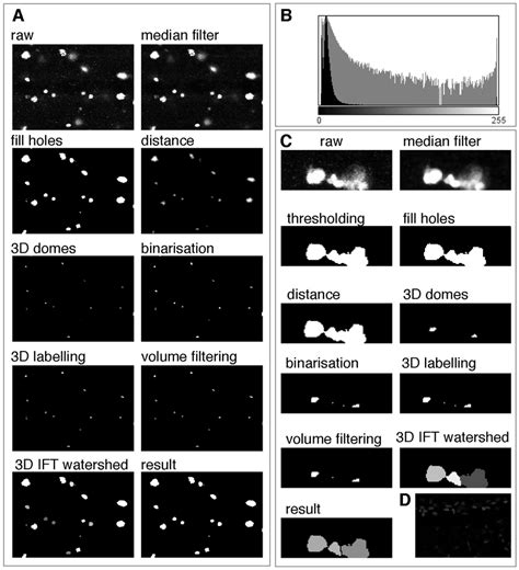 Image Processing Steps A Images Showing The Image Processing Steps Download Scientific